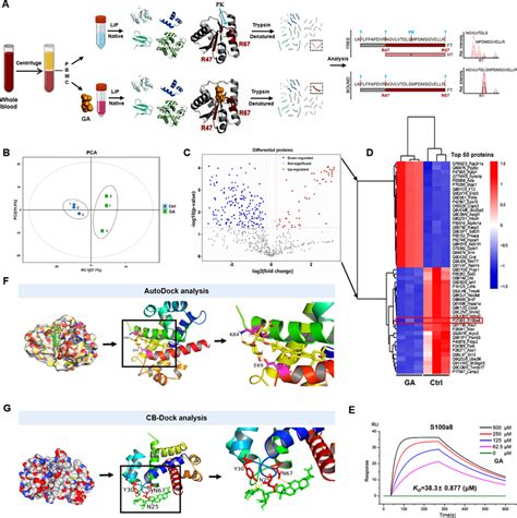 S100a8 Protein Binds Ga A Label Free Quantitative Lfq Proteomics