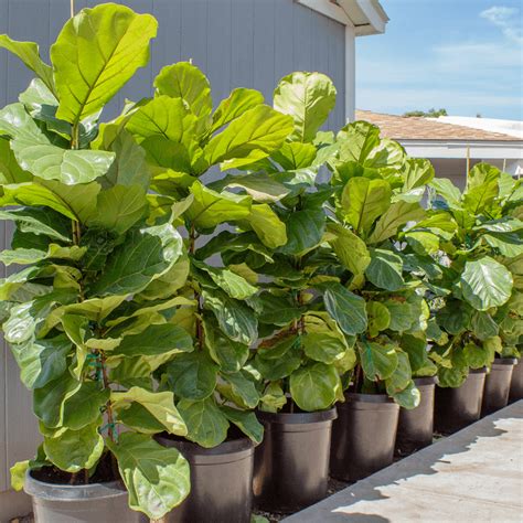 Fiddle Fig Tree Ficus Lyrata Indoor Plants In Nairobi