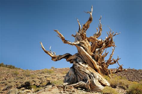 Oldest Tree In The World 2025 Lanna Nerissa