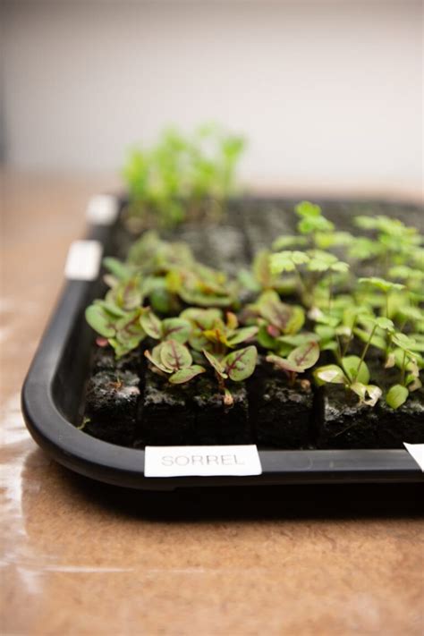 Soil Block Recipe And How To Lady Lees Home