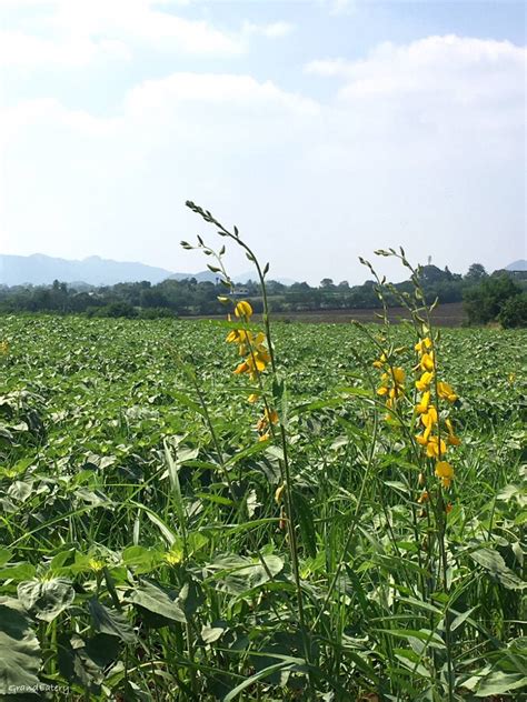 รูป ทุ่งทานตะวัน ไร่มณีศร เขาใหญ่ Wongnai