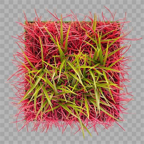 Psd Ryegrass Vivid Chartreuse Grass With Bright Red Polished Sto