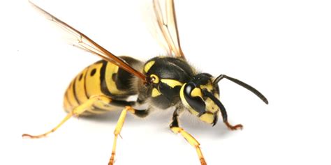 Why Stinging Insect Control Shouldnt Be A Diy Project Longhorn