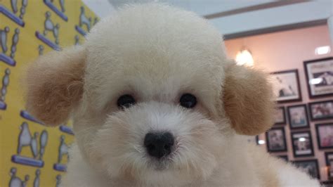Pet Grooming Course Singapore Inspiration School Of Pet Grooming