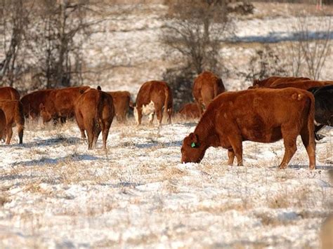 Prussic Acid Nitrate Poisoning Bloat Are Potential Grazing Dangers
