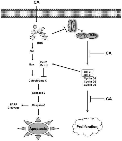 Carnosic Acid Induces Apoptosis Through Inactivation Of Src Stat3