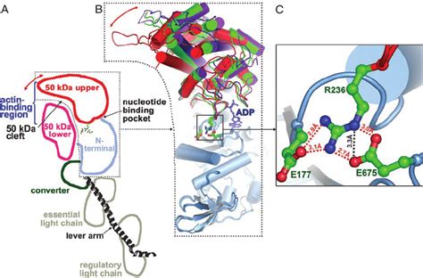 Rotations Of The 50 Kda Upper Subdomain In The Three Conformational