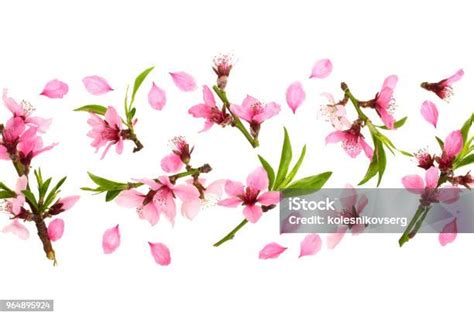 벚꽃 복사 공간 텍스트와 흰색 배경에 고립 된 사쿠라 꽃 최고의 볼 수 있습니다 평면 위치 패턴 0명에 대한 스톡 사진 및 기타 이미지 Istock