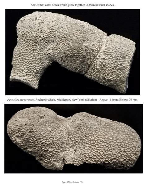 Conularia And Corals — Lask Fossil Collection