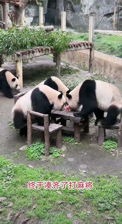 大熊猫 重庆大熊猫四喜丸子 终于凑齐了 Youtube