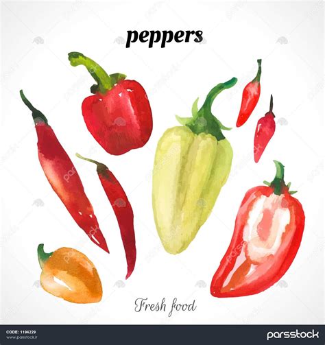 تصویرسازی آبرنگ از یک تکنیک نقاشی غذای ارگانیک تازه مجموعه ای از انواع