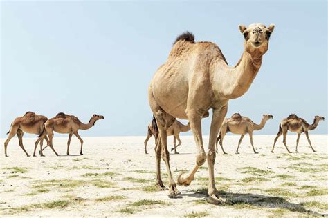 20 Camels Disqualified From Beauty Contest For Using Injectables In