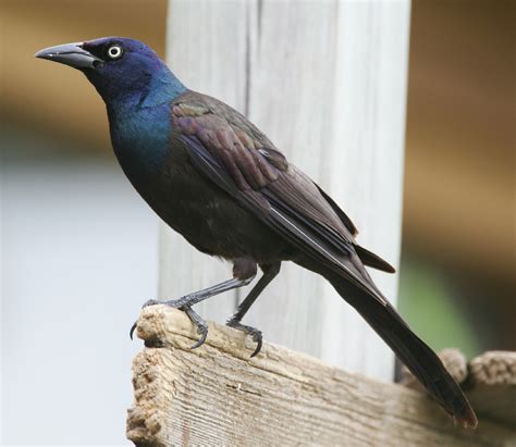 Common Grackle Wikipedia