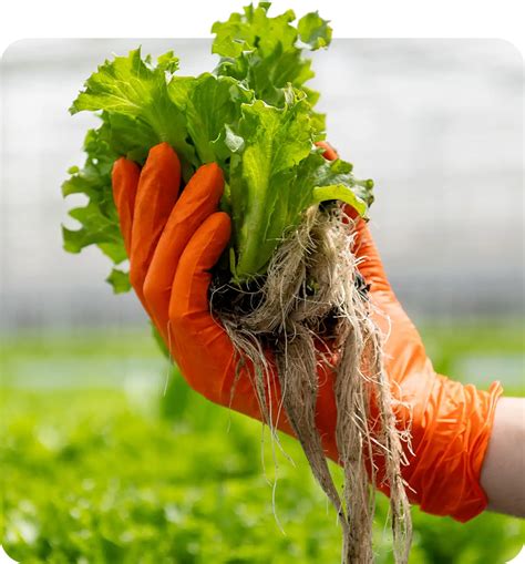 Cox Farms Greenhouse Grown Produce
