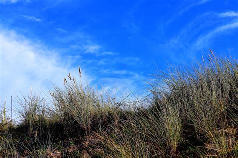 70000 Free Marram Grass And Grass Photos Pixabay