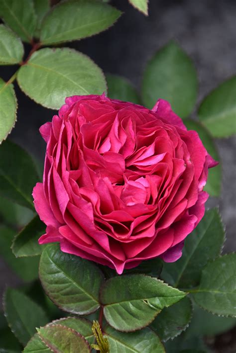 Ruby Voodoo Rose Rosa Ruby Voodoo In Search Our Extensive Plant