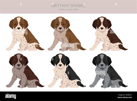 Épagneul Breton Chiots Couleurs Variétés Clipart Différentes Poses Définies Collection D