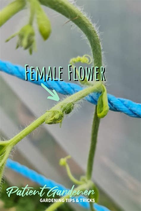 Growing Watermelons In The Uk Patient Gardener