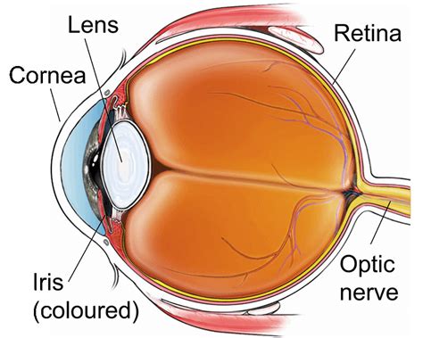 Cornea Dvita
