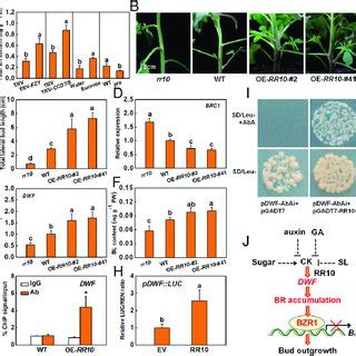 PDF Brassinosteroid Signaling Integrates Multiple Pathways To Release