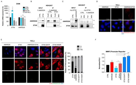 Inherited Thrombocytopenia Related Genes Gps2 Mediates The Interplay Between Ankrd26 And Etv6