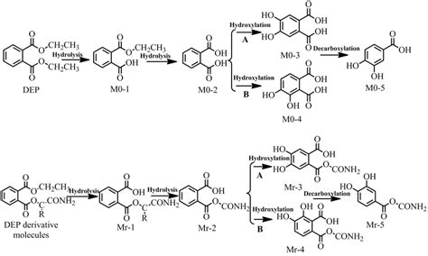 Schematic Diagram Of Transformation Paths Of Microbial Degradation Of