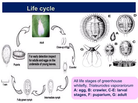 Morphology And Adaptations Of Immature Stages Of Hemiptera Ppt