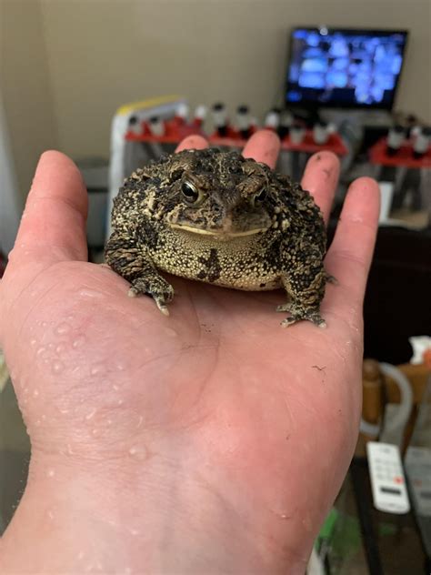 Mrs Toad Was Looking Extra Big And Beautiful R Toads