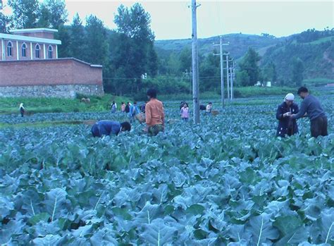 青花菜图册 360百科