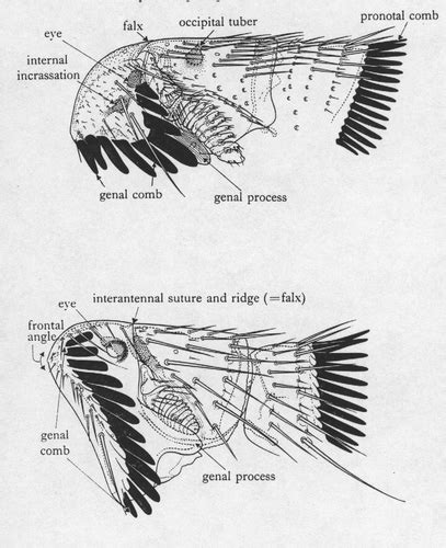 Fleas And Lice Flashcards Quizlet