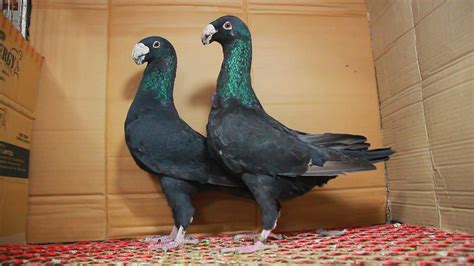 কালো বিউটি হোমা কবুতরের দাম ২০২৪ Black Beauti Homa Pigeon Price 2024