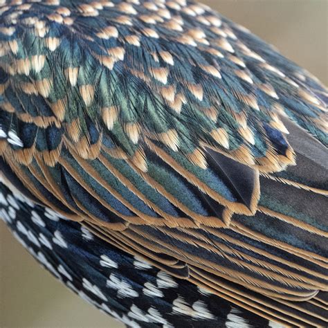 Starling Feathers Detail The Urban Nature Enthusiast
