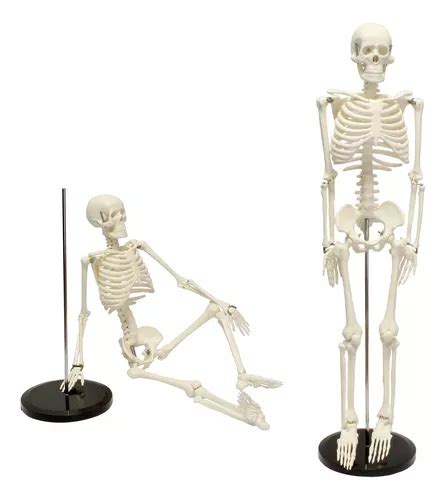 Modelo Anatómico Esqueleto Humano Modelo De 85 Cm Cuotas sin interés