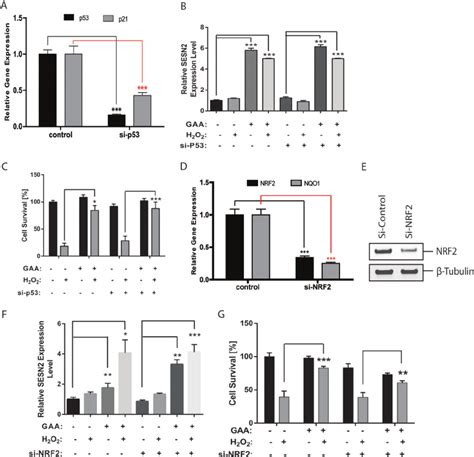 Analysis Of The P53 And Nrf2 Requirement To Regulate Gaa Mediated Sesn2