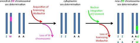 Birth Of A W Sex Chromosome By Horizontal Transfer Of Wolbachia
