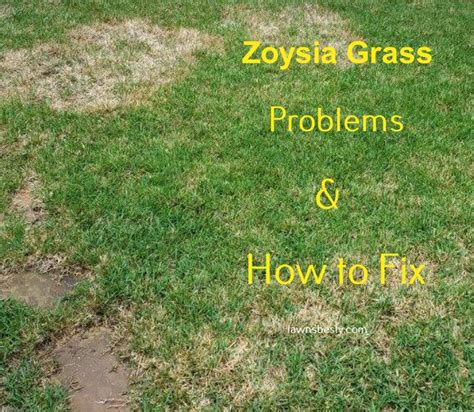 5 Zoysia Grass Problems How To Fix Them Lawnsbesty