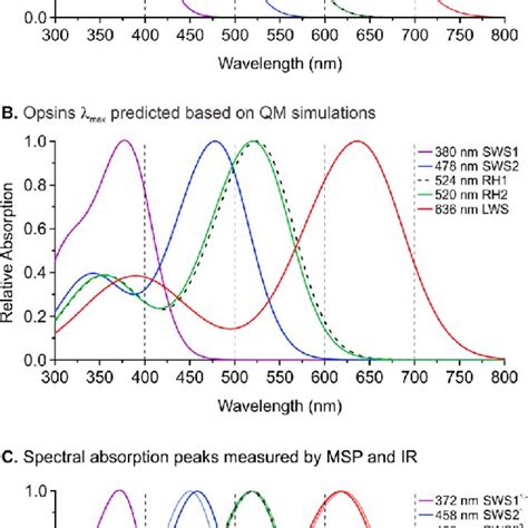 Spectral Absorption Curves Of The Five Visual Opsins Sws1 Sws2 Rh1
