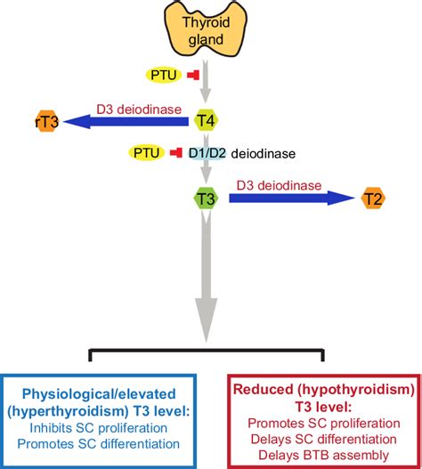 A Schematic Drawing To Illustrate The Physiological Role Of Thyroid