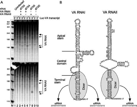 SiRNAs Derived From The Terminal Stem Of VA RNAI And VA RNAII Are
