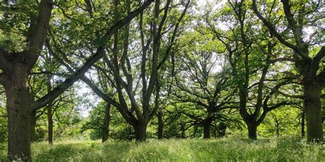 Epping Forest Walk — Urban Tree Festival