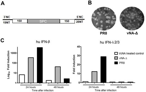 Generation And Characterization Of Recombinant Viruses Harboring