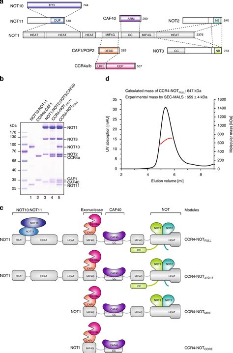 Architecture And Reconstitution Of The Human Ccr4 Not Complex A Download Scientific Diagram