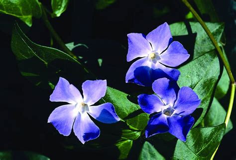 Vinca Major Catalogo Margheriti