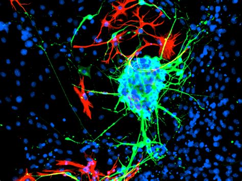 functions of long noncoding rnas ulitsky lab