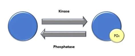 Protein Phosphorylation Essential Role In The Proper Functioning Of
