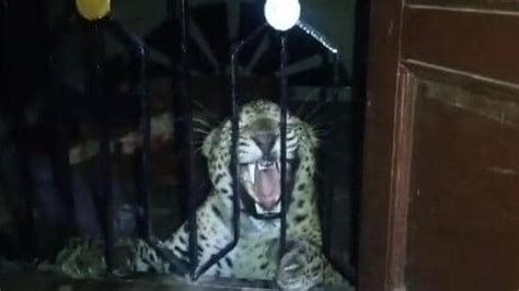 Panic In Udaipur After Leopard Enters House Caught By Forest Officials