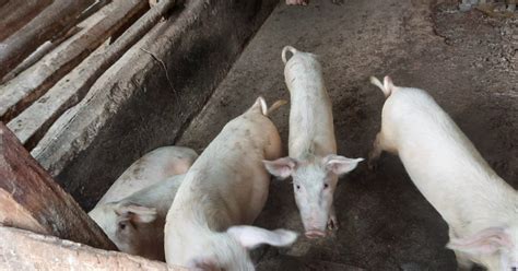 Kiambu Chief Turns Lives Through Pig Farming Kenya News Agency