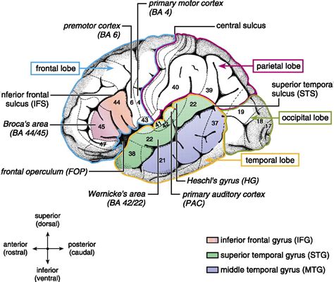 The Brain Basis Of Language Processing From Structure To Function Physiological Reviews