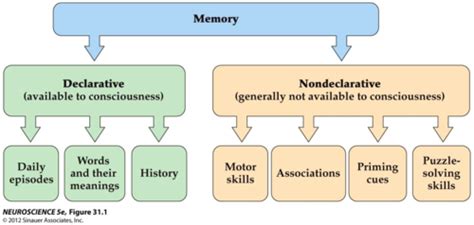 Limbic System Memory And Dementia Flashcards Quizlet