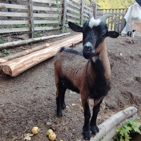 Mini Koze Kamerunska Ovca